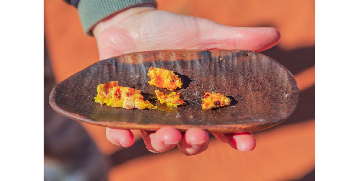 How to Find Food in the Wild (4 Survival Foods you can ACTUALLY Catch)
