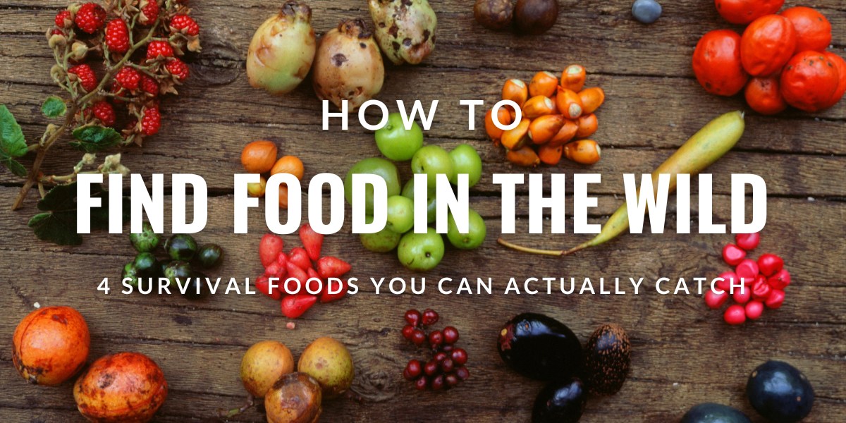 How to Find Food in the Wild (4 Survival Foods you can ACTUALLY Catch)