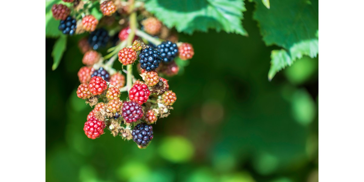 How to Find Food in the Wild (4 Survival Foods you can ACTUALLY Catch)