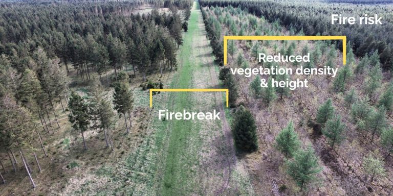 How to Make a Firebreak to Protect Your Home (where & how wide) in 9 EASY steps